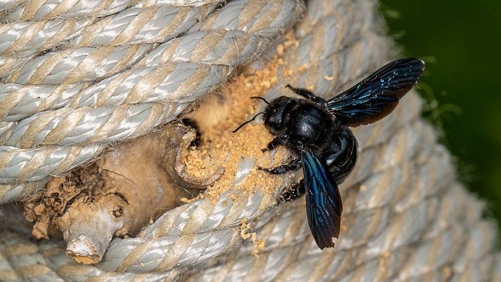 Interesting Carpenter Bees Facts That Will Surprise You | Kidadl