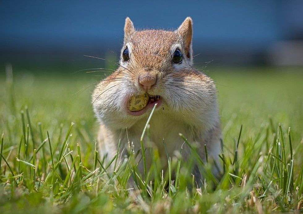 What Do Chipmunks Eat? What Food Is Harmful For Them? | Kidadl