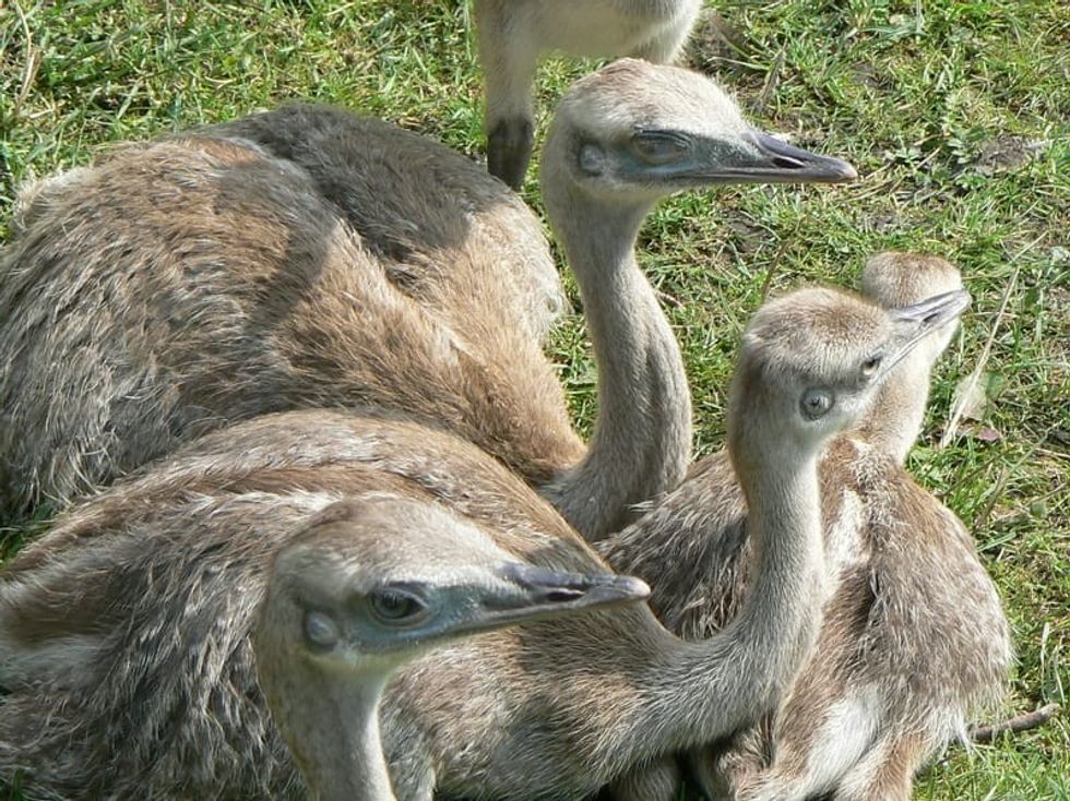Fun Greater Rhea Facts For Kids | Kidadl