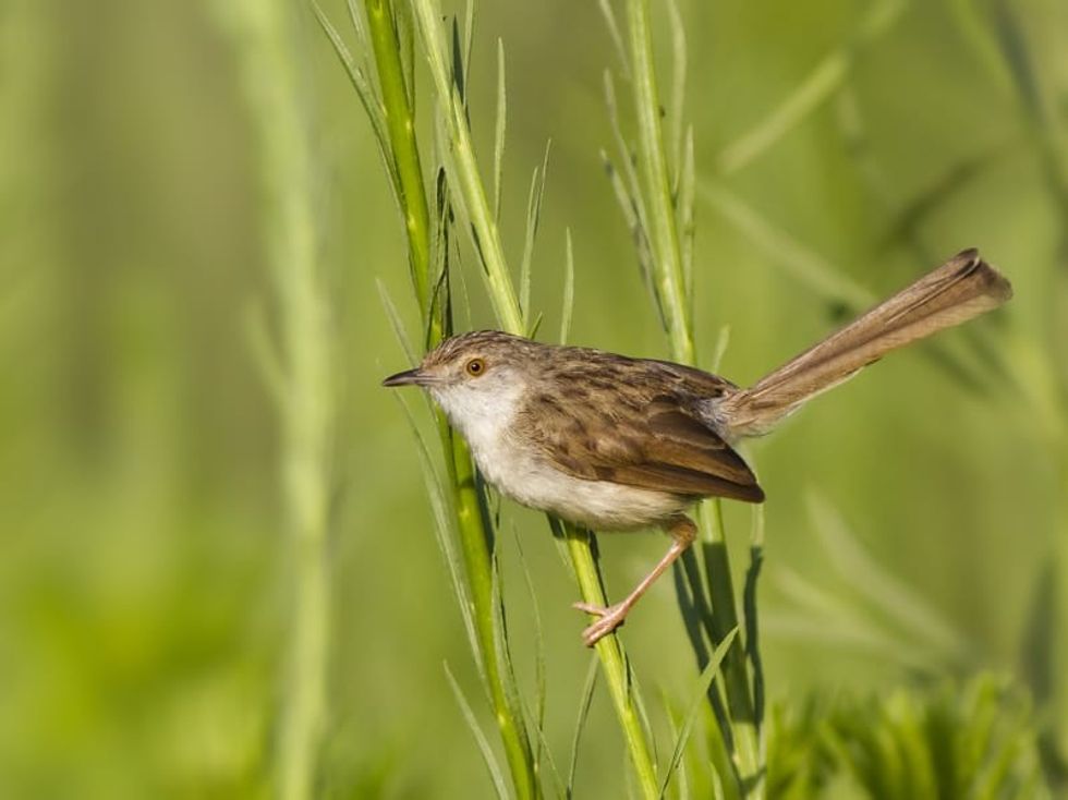 Fun Graceful Prinia Facts For Kids | Kidadl