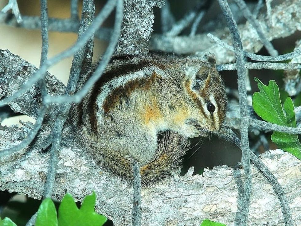 Fun Least Chipmunk Facts For Kids | Kidadl