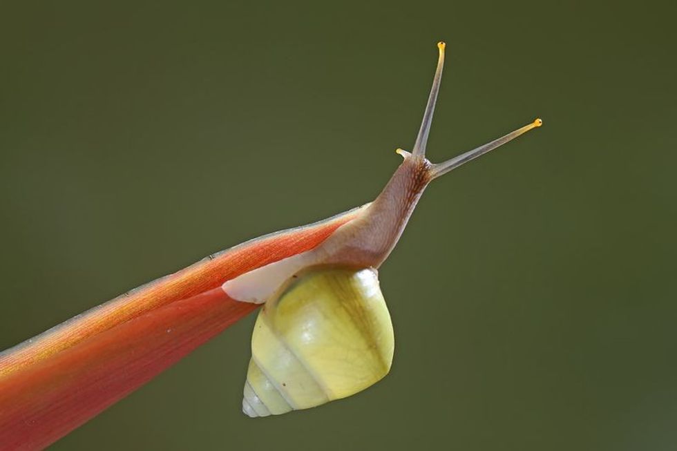 Where Do Snails Live? Where Do You Usually Find Them? | Kidadl