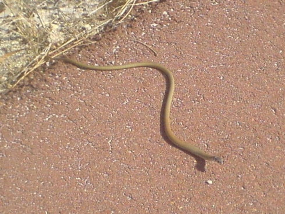 Fun Dugite Facts For Kids | Kidadl