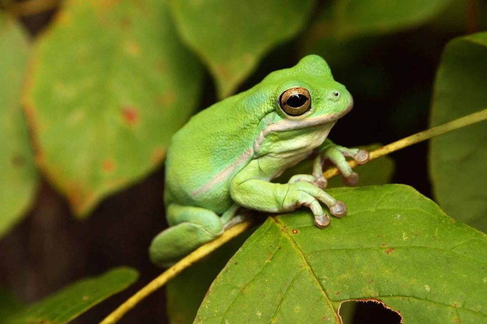 Fun Agile Frog Facts For Kids | Kidadl