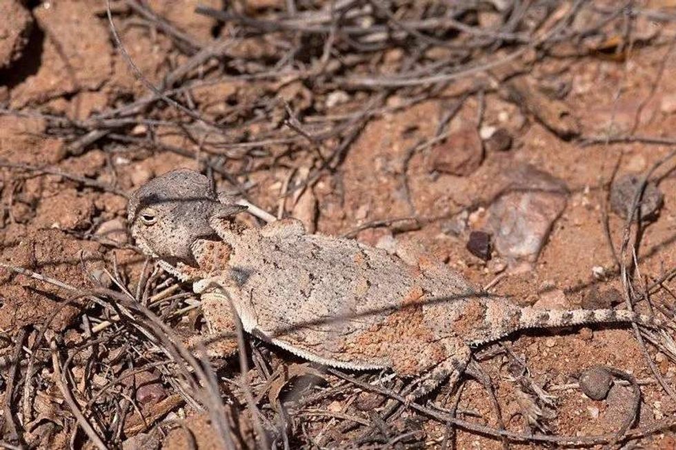 Fun Roundtail Horned Lizard Facts For Kids | Kidadl
