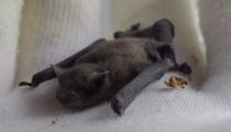 Fun Noctule Facts For Kids | Kidadl