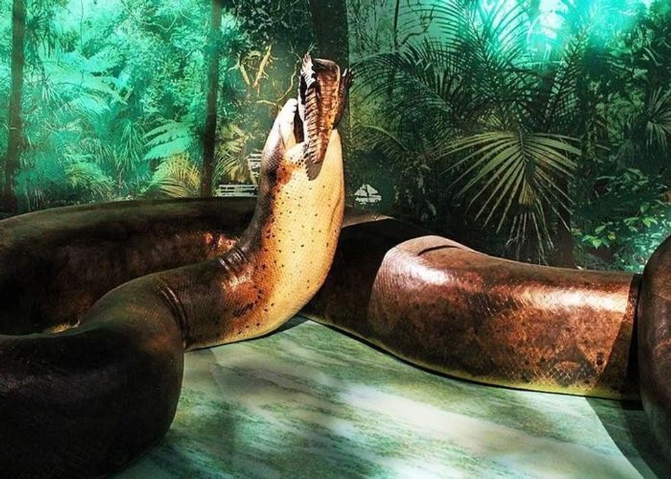 Fun Titanoboa Facts For Kids | Kidadl Fun Titanoboa Facts For Kids | Kidadl