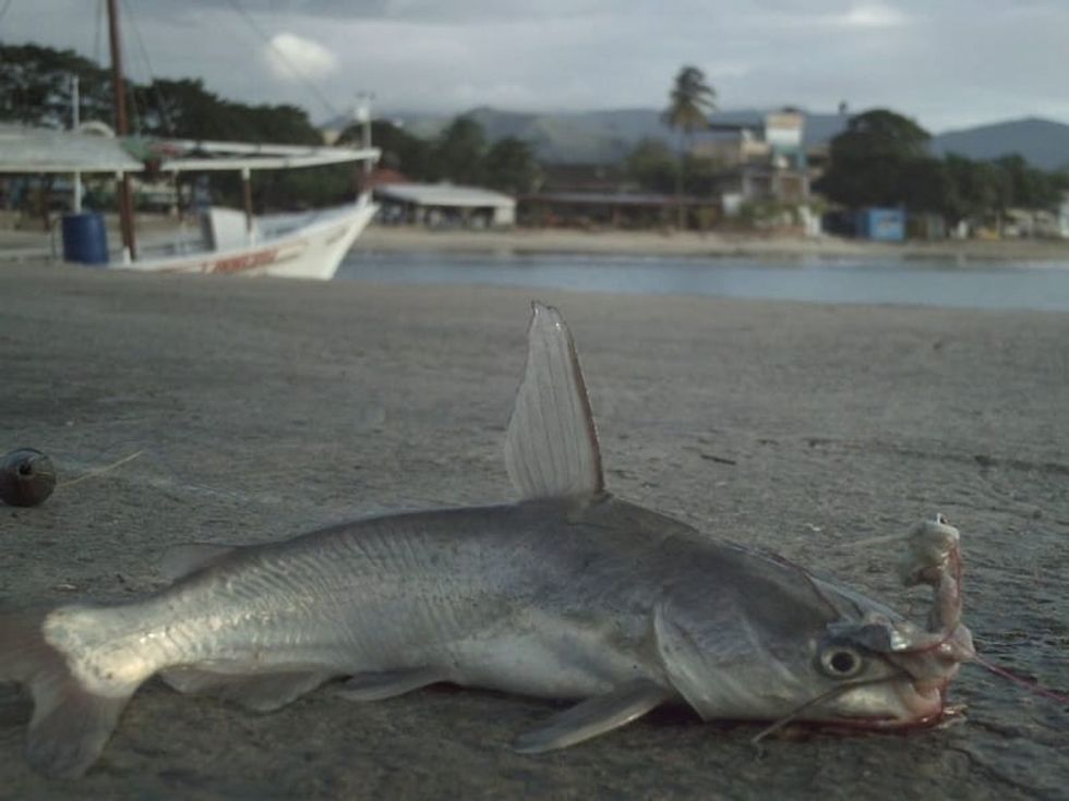 Fun Bagre Fish Facts For Kids | Kidadl