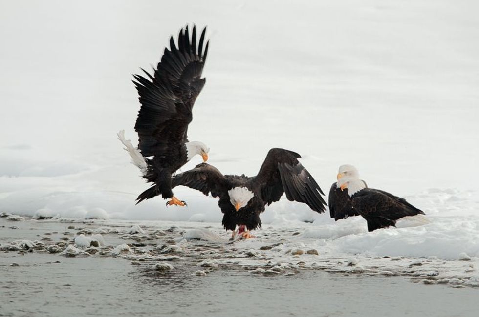 What Is A Group Of Eagles Called? Amazing Facts For You | Kidadl