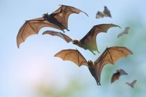 Do Bats Have Tails? Fascinating Facts You May Not Know | Kidadl