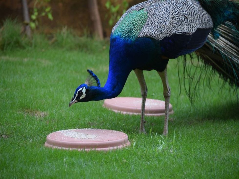 What Do Peacocks Eat? Complete Food List And Interesting Facts | Kidadl