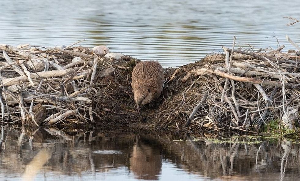 60+ Beaver Jokes And Puns That Are Funnier Than Any Otter | Kidadl