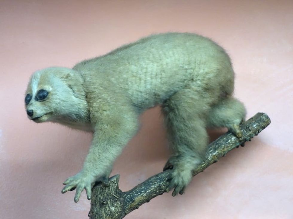 Fun Bengal Slow Loris Facts For Kids | Kidadl