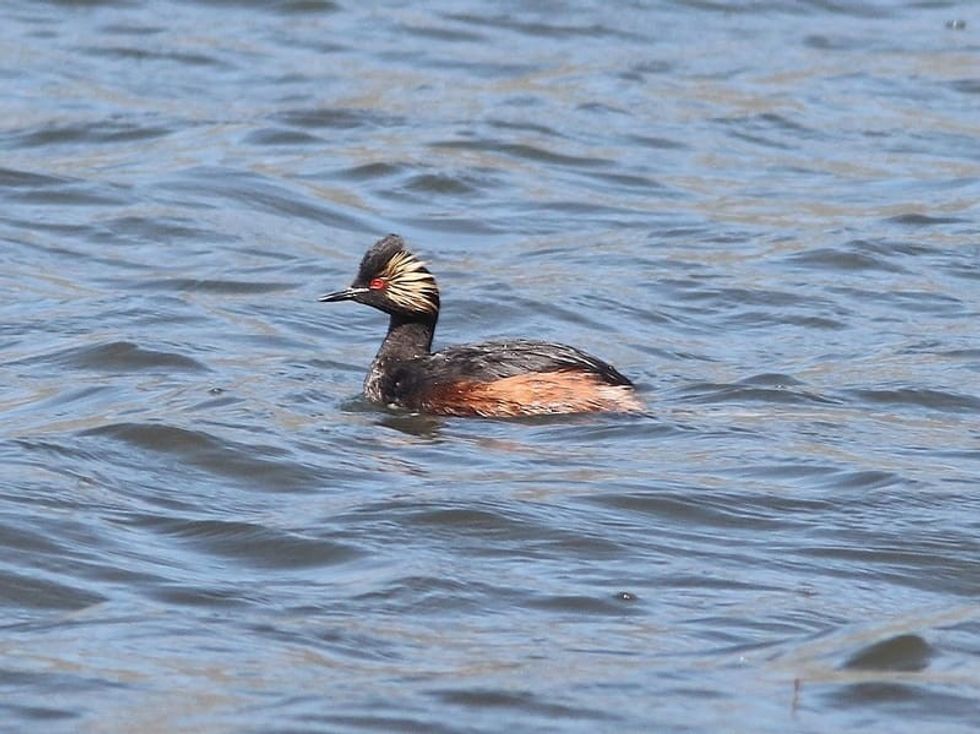 Fun Black-necked Grebe Facts For Kids | Kidadl