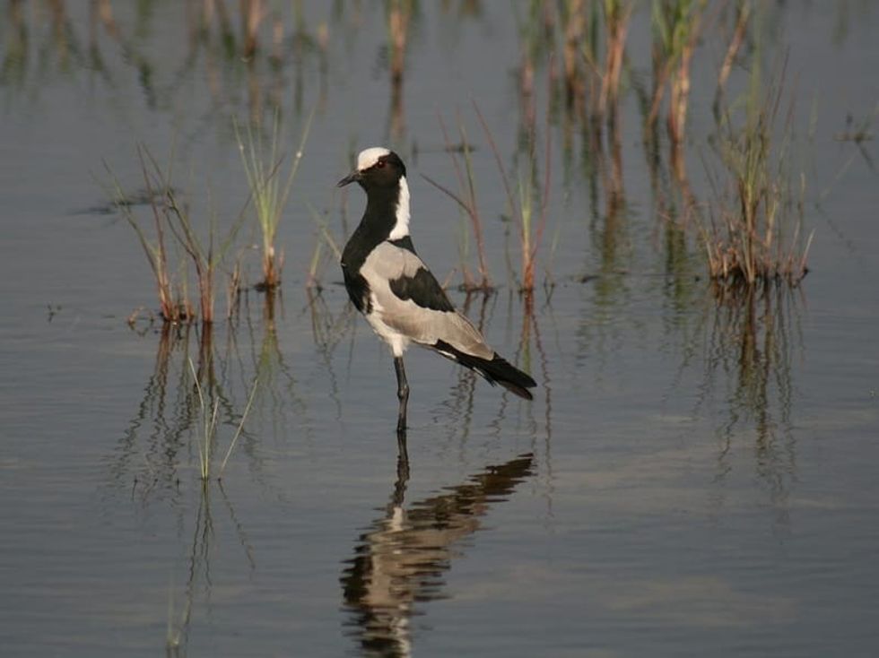 Fun Blacksmith Lapwing Facts For Kids | Kidadl