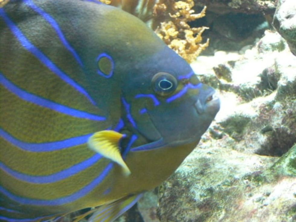 Fun Blue Ring Angelfish Facts For Kids | Kidadl