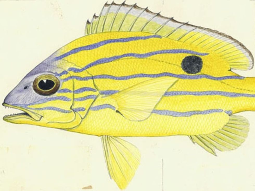 Fun Blue Snapper Fish Facts For Kids | Kidadl