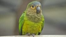 Fun Brown-throated Conure Facts For Kids | Kidadl