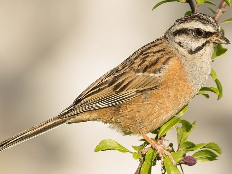 Fun Bunting Bird Facts For Kids | Kidadl