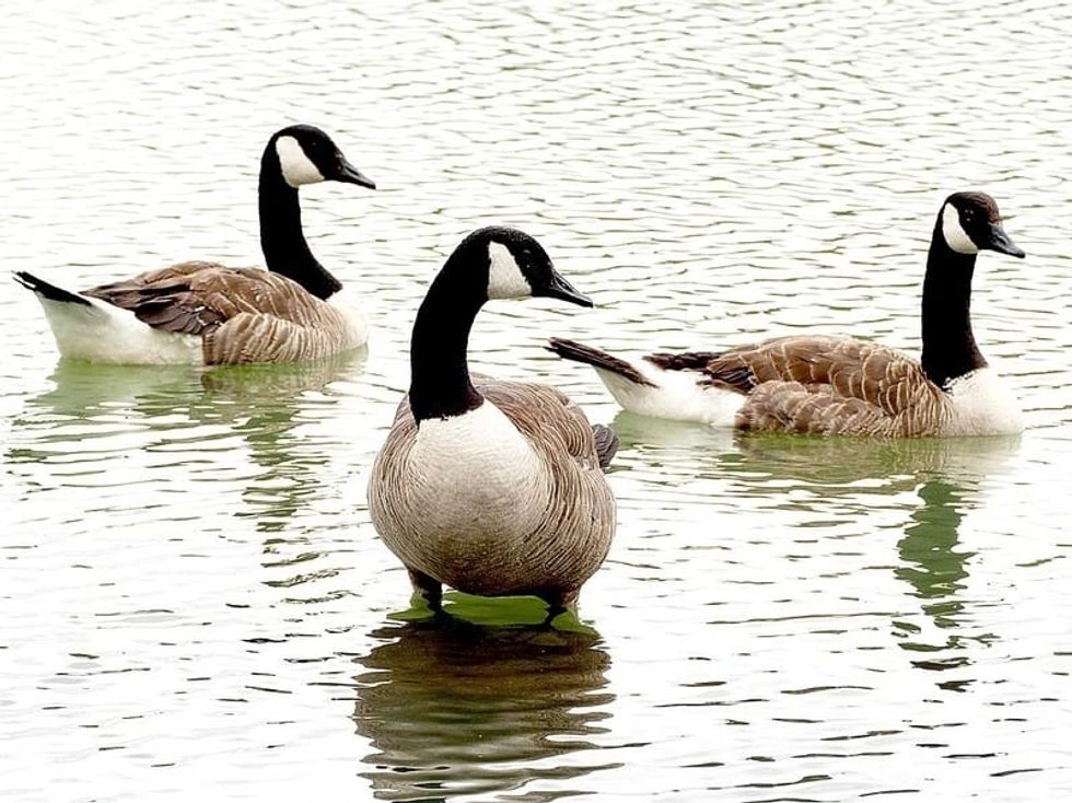 Fun Canada Goose Facts For Kids | Kidadl