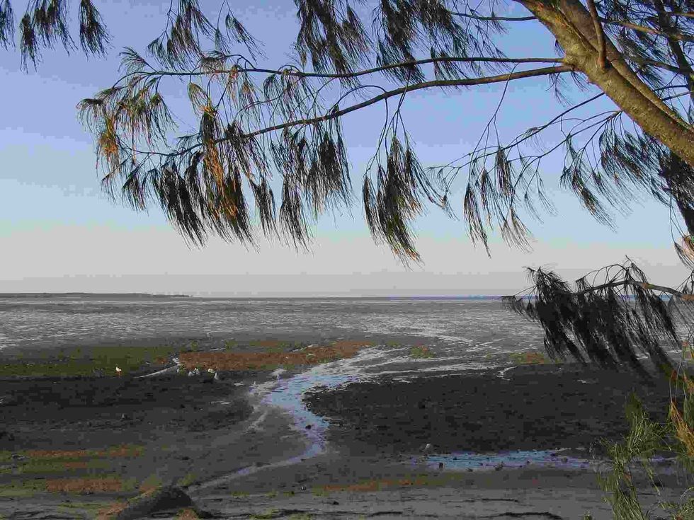 28 Casuarina Tree Facts That Will Surprise You About The Plant | Kidadl