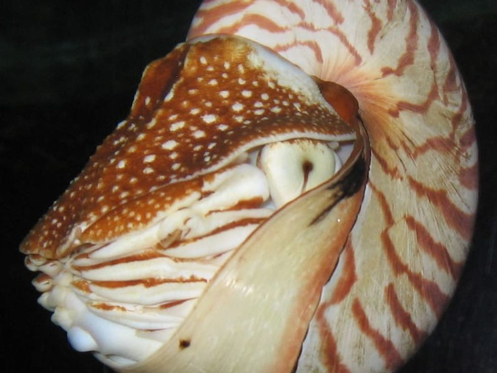 Fun Chambered Nautilus Facts For Kids | Kidadl