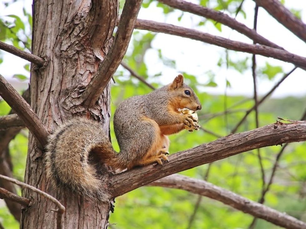 Fun Mexican Fox Squirrel Facts For Kids | Kidadl