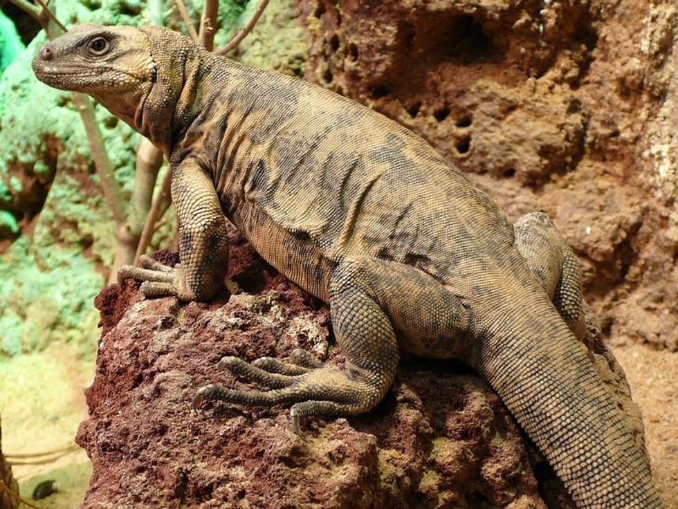 Fun Chuckwalla Facts For Kids | Kidadl