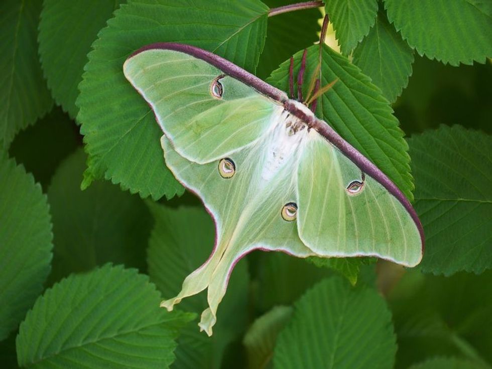 Fascinating Facts About The Moth Mouth You Didn't Know | Kidadl