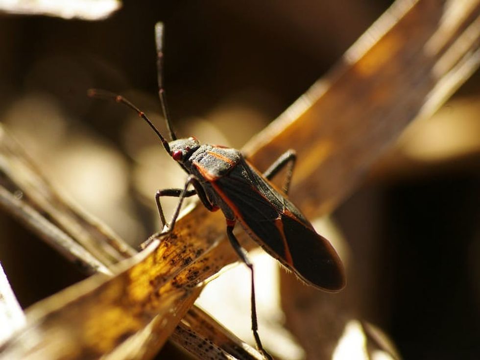 Fun Boxelder Bug Facts For Kids | Kidadl