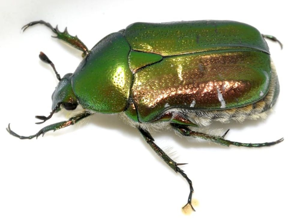 Fun Rose Chafer Facts For Kids | Kidadl