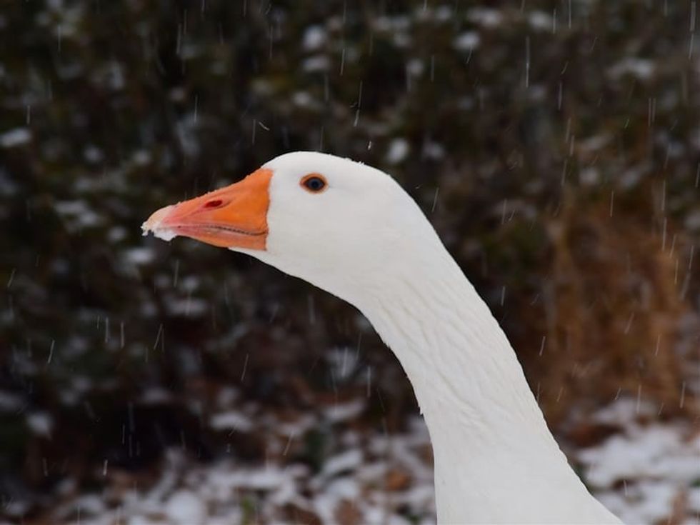 Fun Sebastopol Goose Facts For Kids | Kidadl