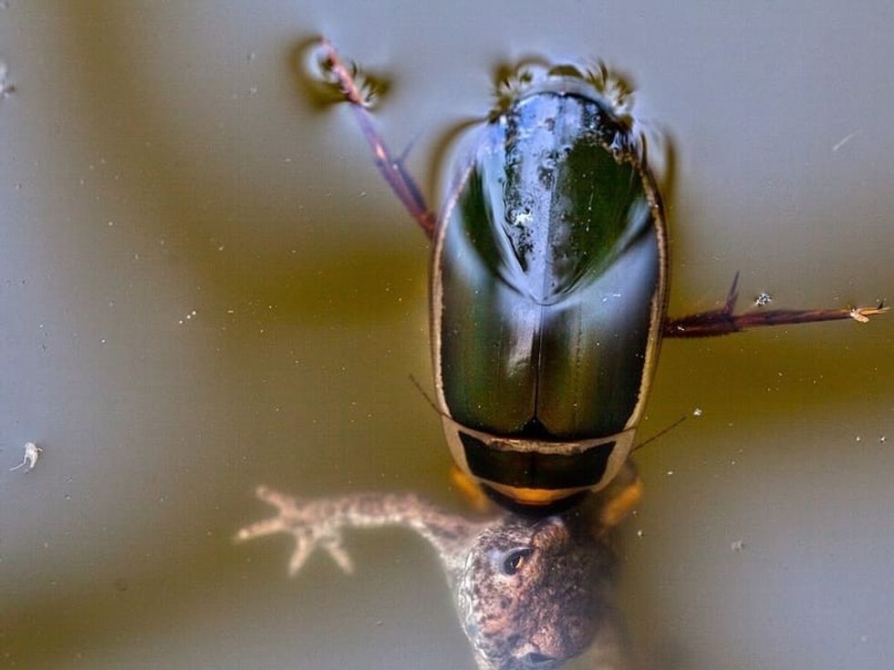 Fun Predaceous Diving Beetle Facts For Kids | Kidadl