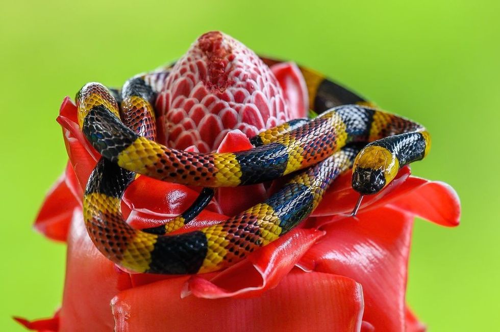 Learn How To Find And Identify A Coral Snake Look Alike! | Kidadl
