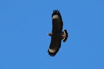 Fun Common Black Hawk Facts For Kids | Kidadl