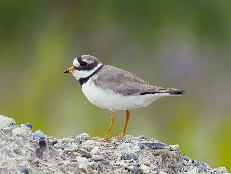 Fun Common Ringed Plover Facts For Kids | Kidadl