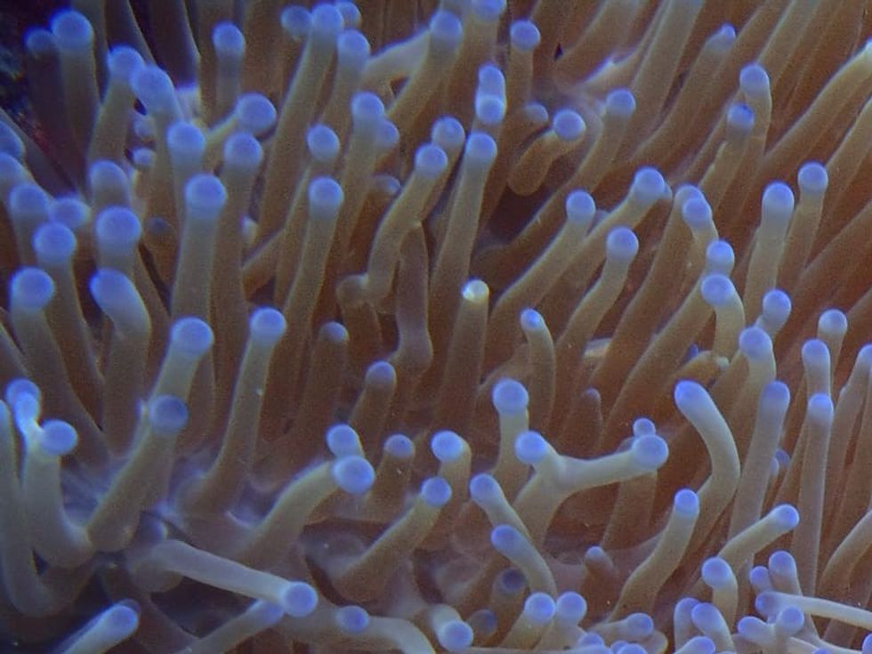 Fun Condylactis Anemone Facts For Kids | Kidadl