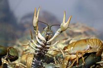 Crawdad Vs Crawfish: Are They The Same Thing? What Is The Difference ...