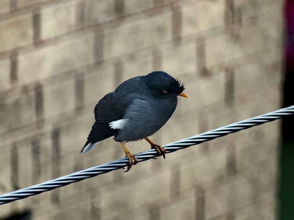 Fun Crested Myna Facts For Kids | Kidadl