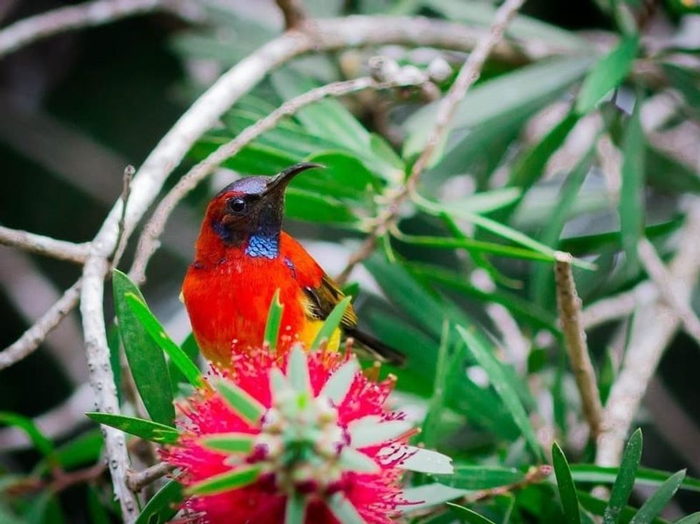 Fun Crimson Sunbird Facts For Kids | Kidadl