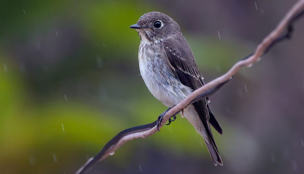 Fun Dark-sided Flycatcher Facts For Kids | Kidadl