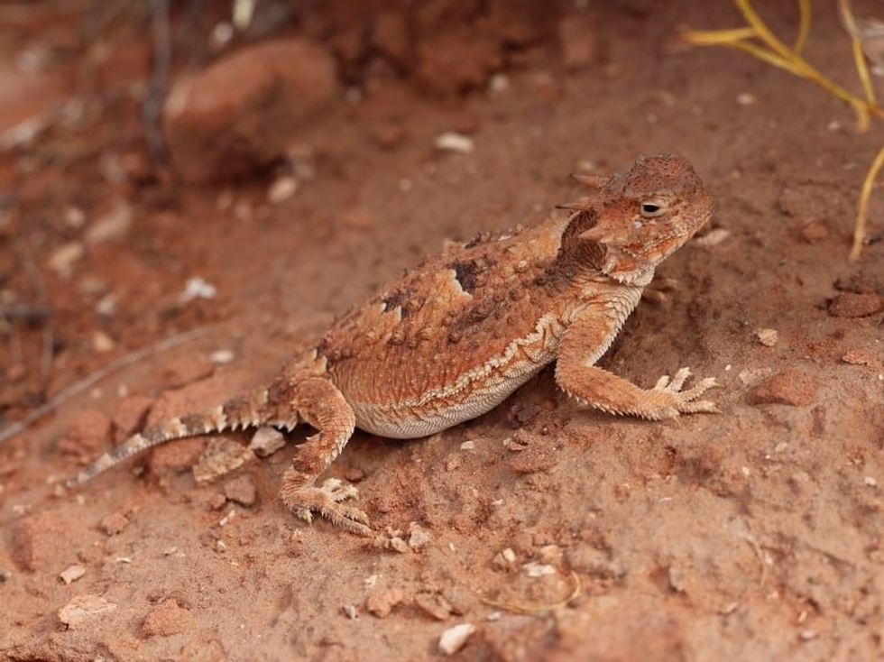 Fun Desert Horned Lizard Facts For Kids | Kidadl