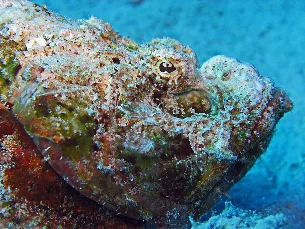 Fun Devil Scorpionfish Facts For Kids | Kidadl
