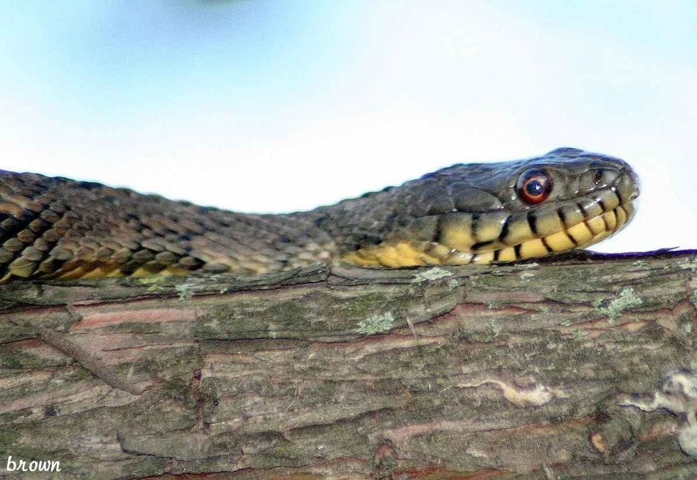 Fun Diamondback Water Snake Facts For Kids | Kidadl