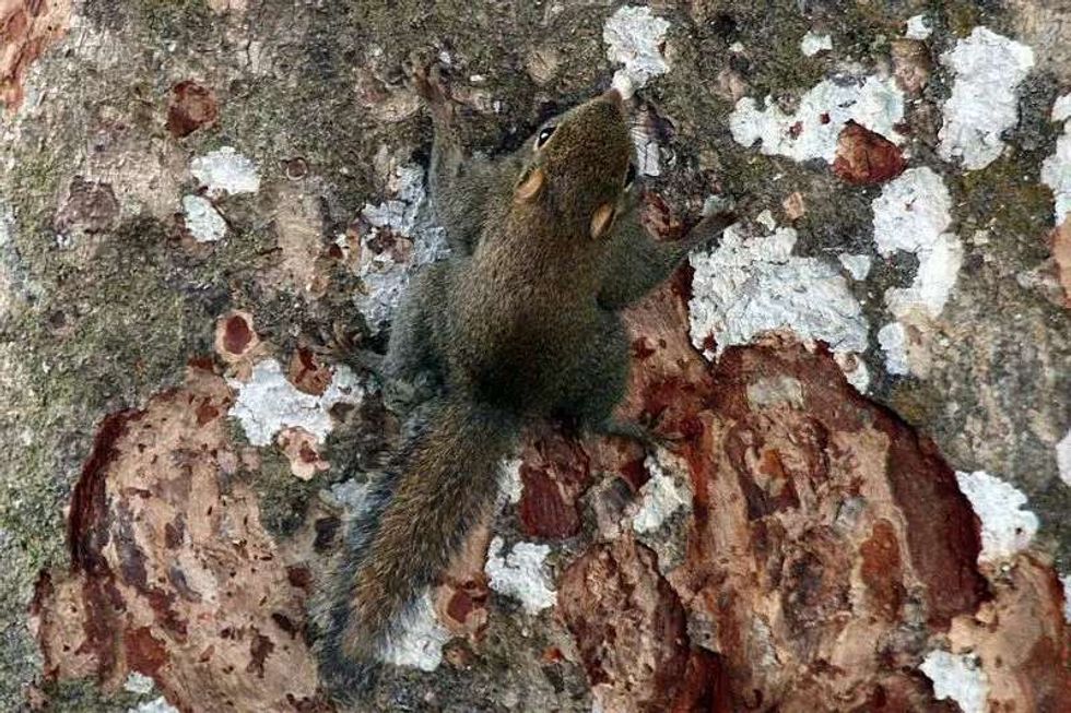 Fun African Pygmy Squirrel Facts For Kids | Kidadl