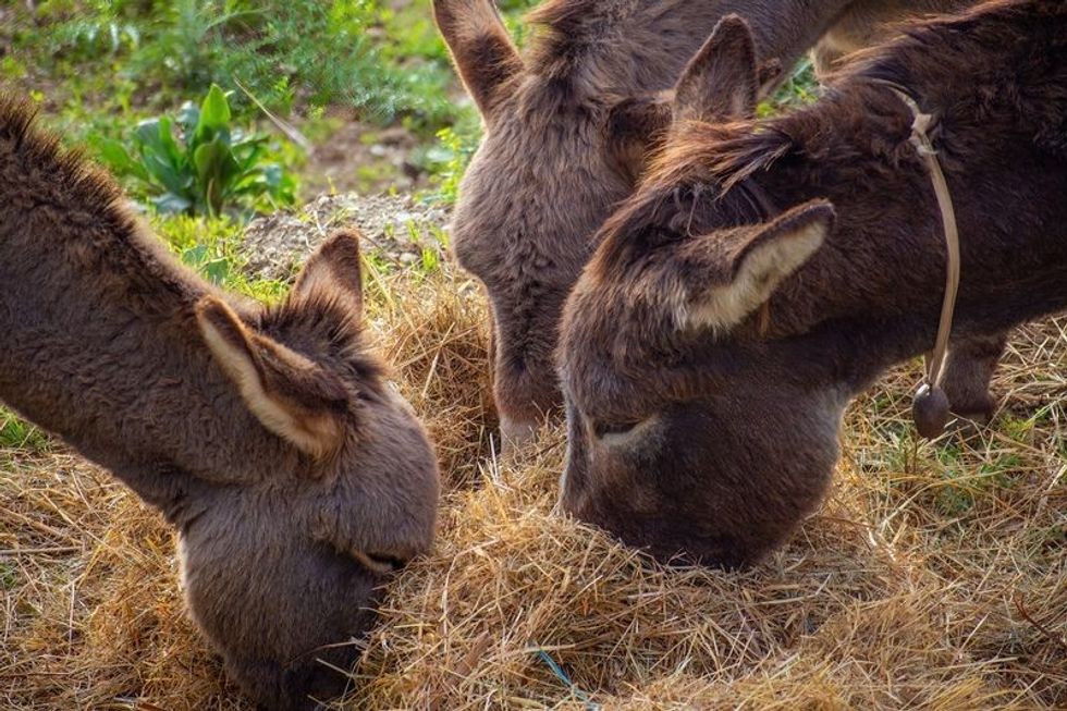 What Do Donkeys Eat? Foods That You Should Feed Them | Kidadl