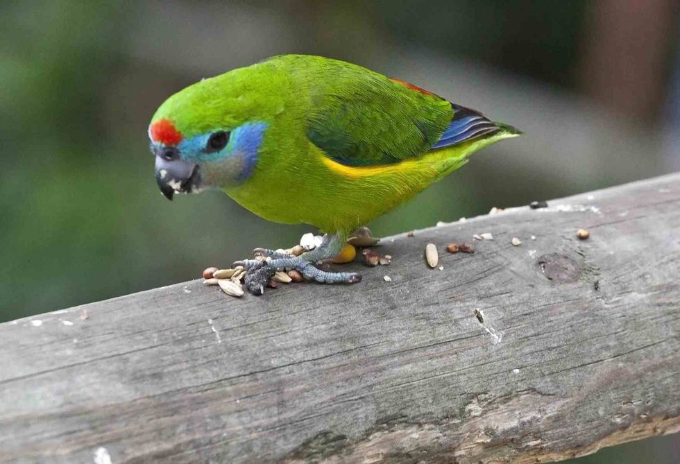 Fun Fig Parrot Facts For Kids | Kidadl