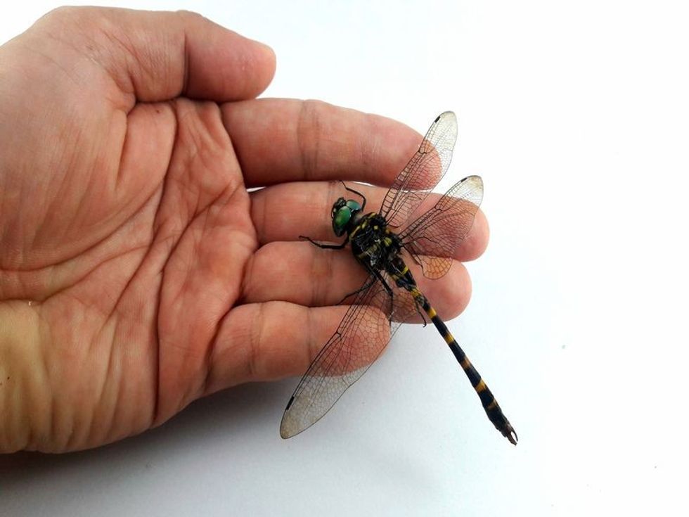 Can Dragonflies Bite? How Dangerous Are Dragonflies? | Kidadl