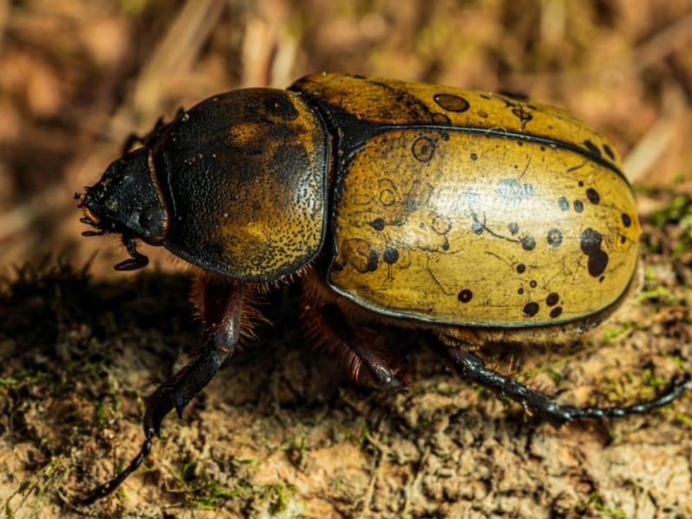 Fun Eastern Hercules Beetle Facts For Kids | Kidadl