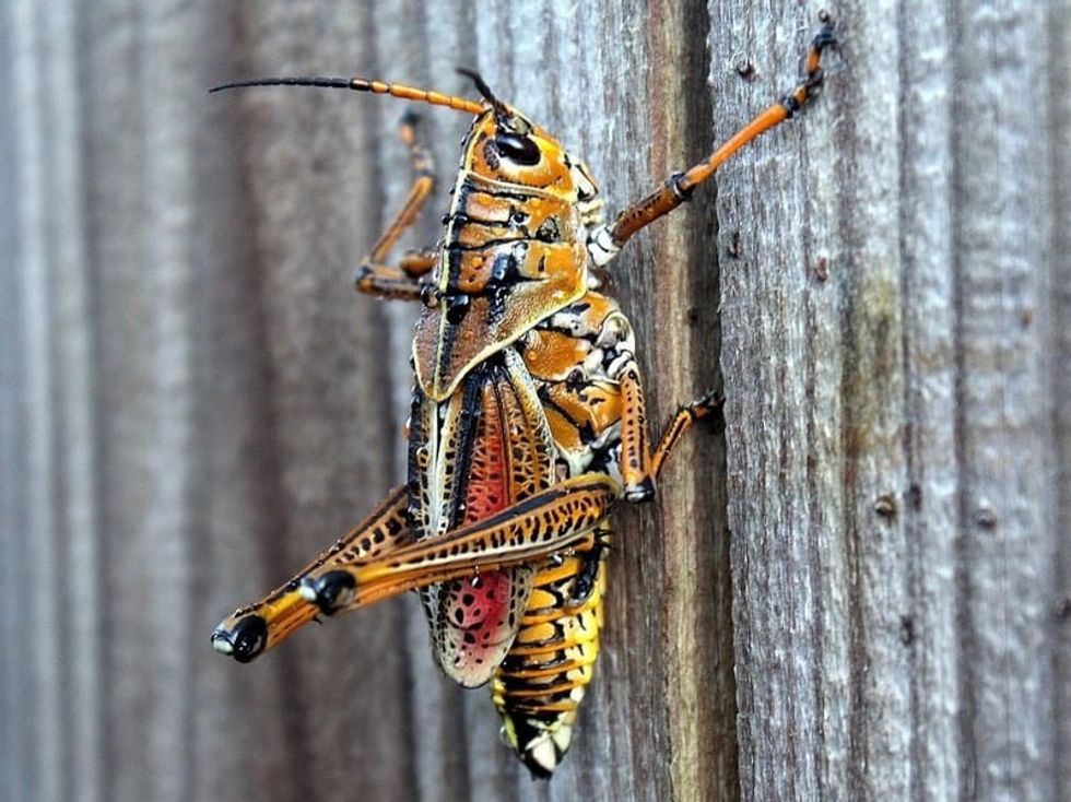 Fun Eastern Lubber Grasshopper Facts For Kids | Kidadl